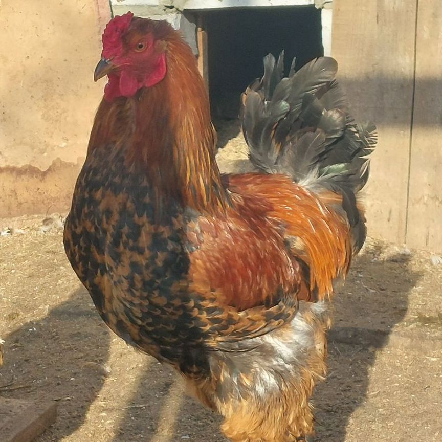 Петухи Брама куропчатая, палевая