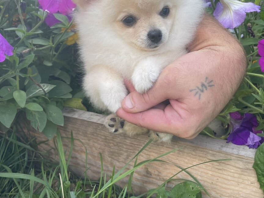 Померанский шпиц РКФ Sale