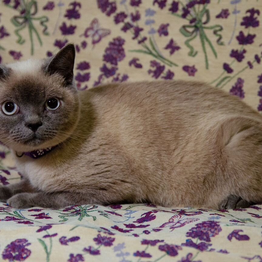 Щекастый Мурзик в дар