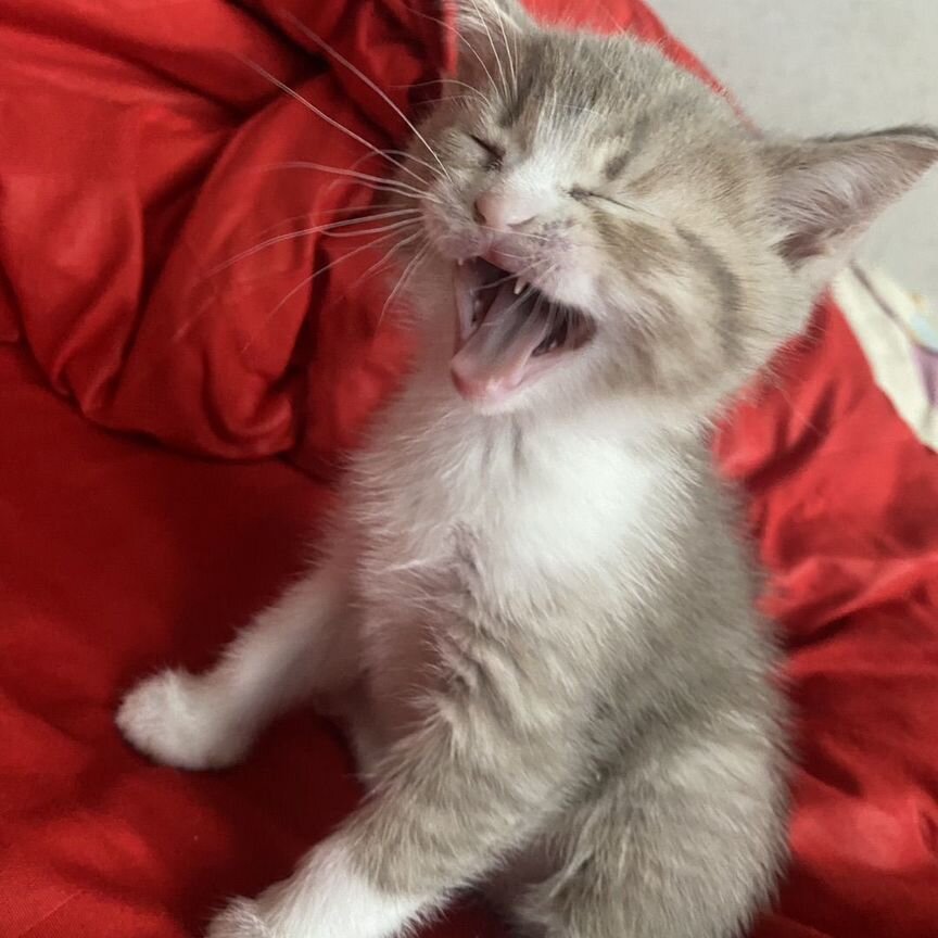 Отдам котят в добрые руки