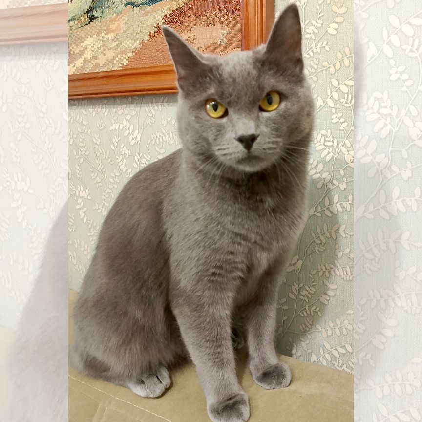 Русская голубая, взрослая кошка