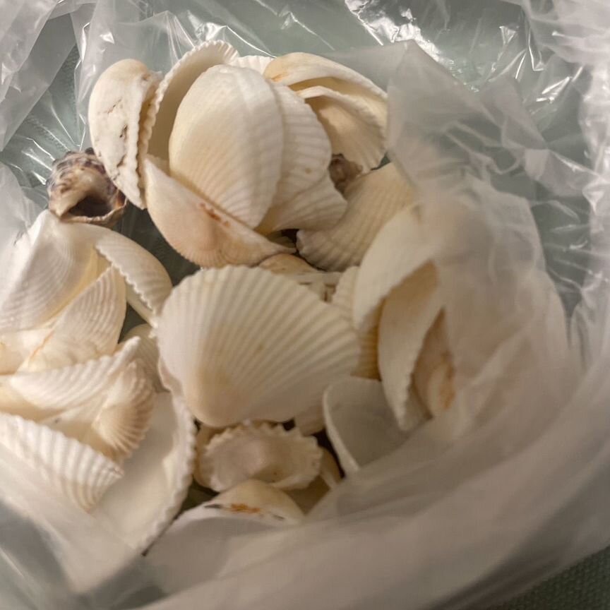 Ракушки Бесплатно