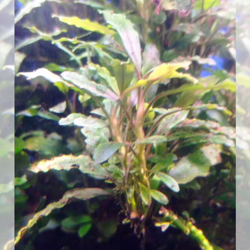 Буцефаландра