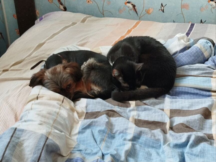 Кот Черныш