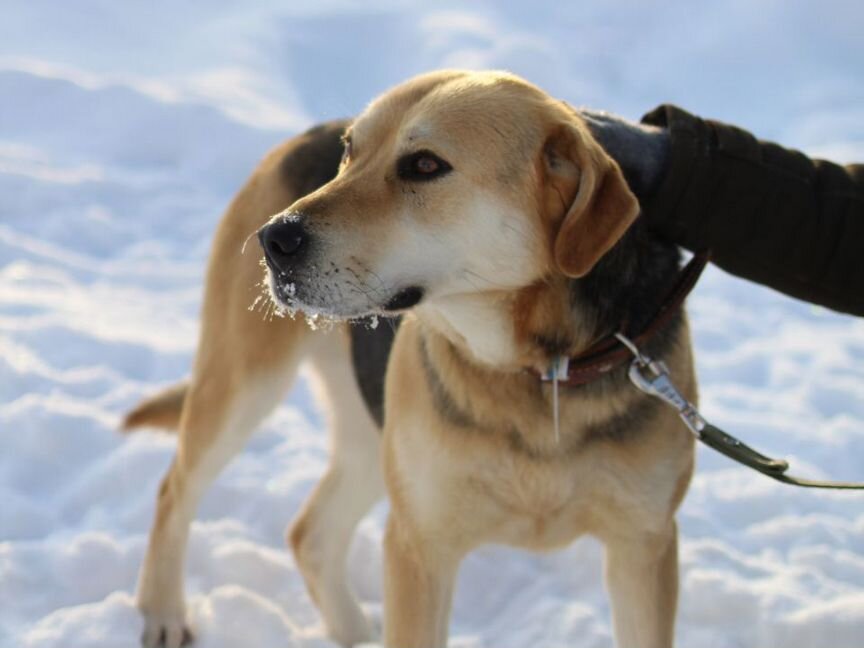 Собака в добрые руки