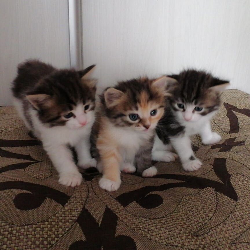 Сибирские котята в добрые руки