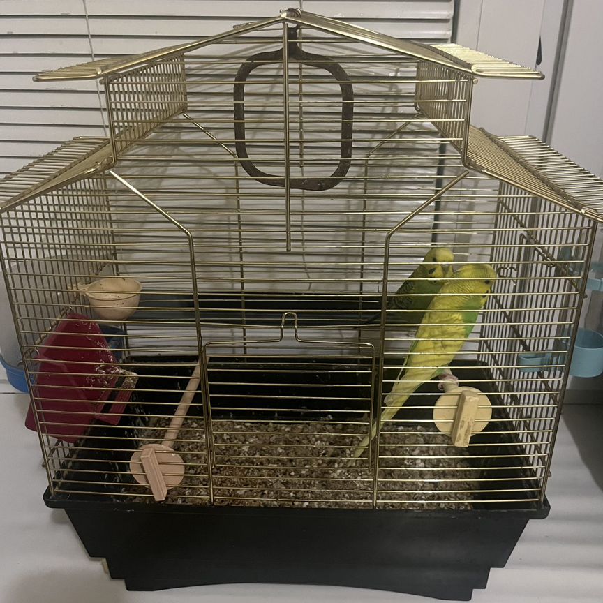 Волнистый попугай с клеткой