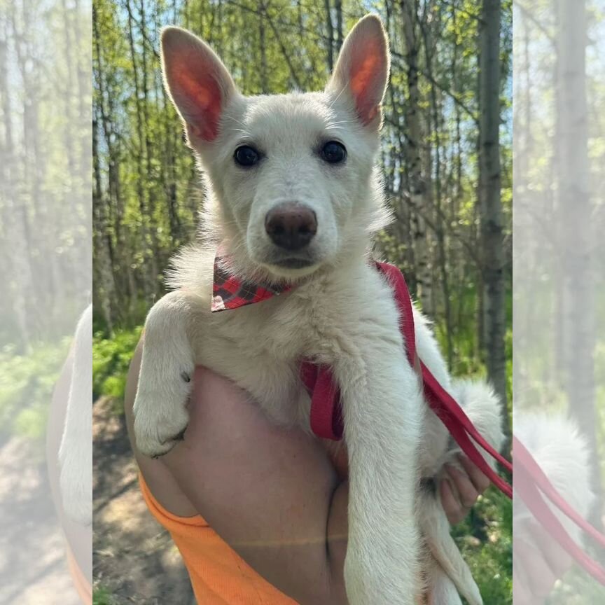Щенок в добрые руки