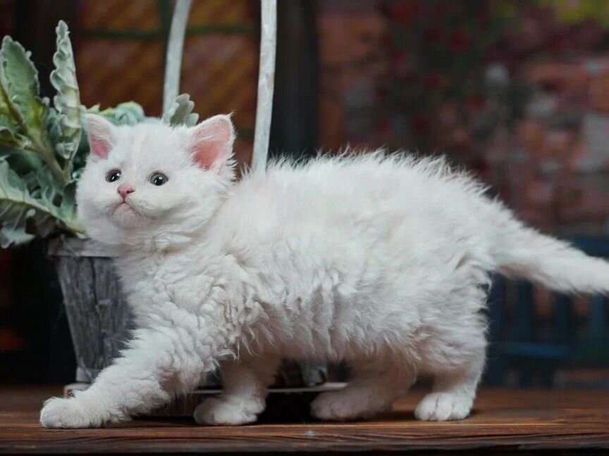 Селкирк-рекс, мальчик облачко