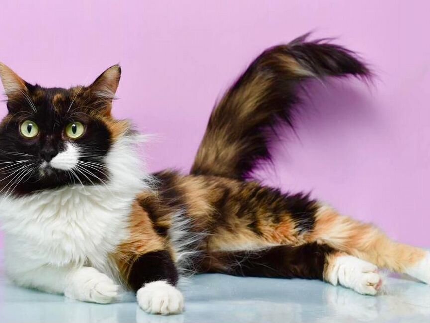 Трехцветная кошка Бритни в добрые руки (5 лет)