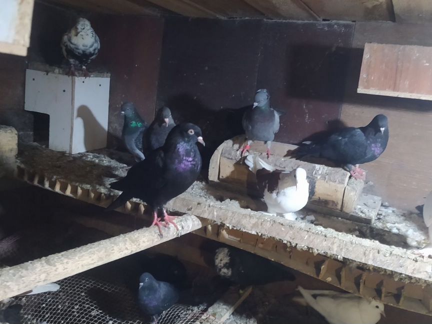 Продажа голубей