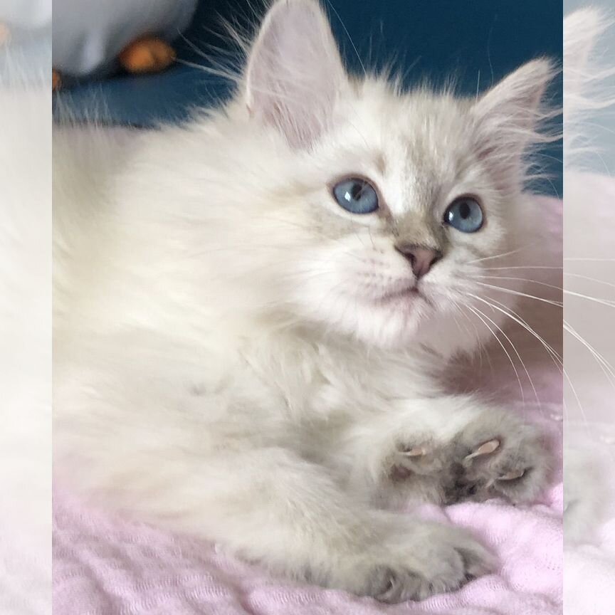 Невский маскарадный котёнок