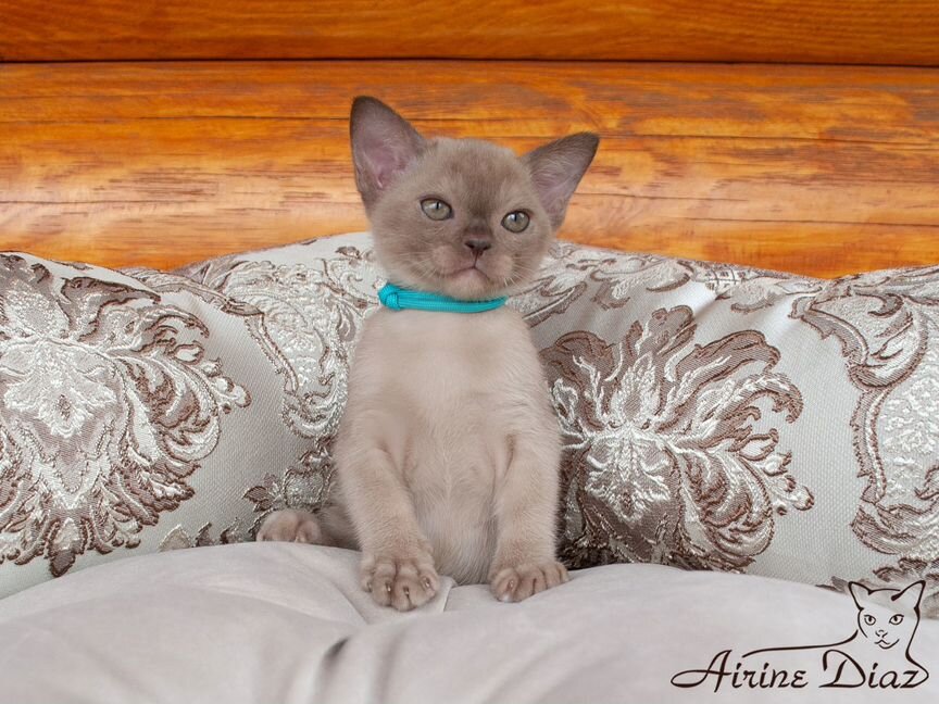 Европейская бурма