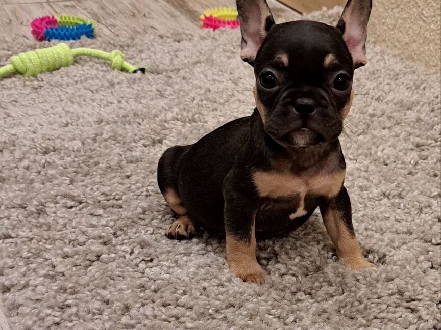 Очаровательные бульдожки разных окрасов