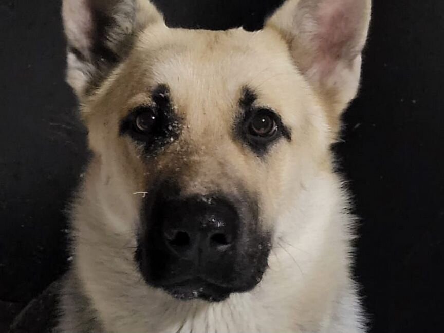 Восточноевропейская овчарка