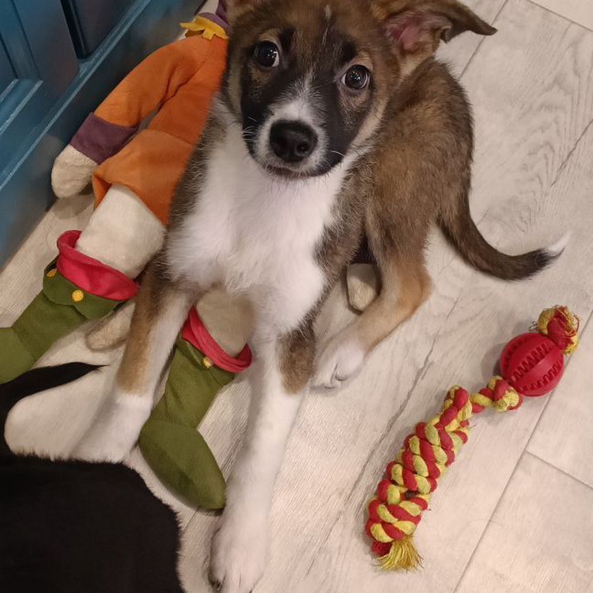 Щенок 3,5 месяца