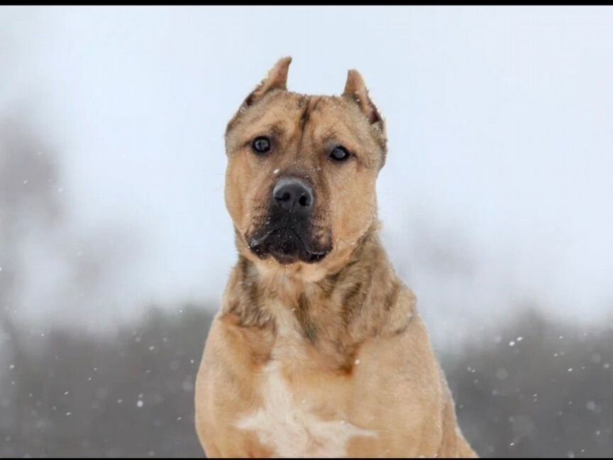 Питбуль Грей в надежную семью