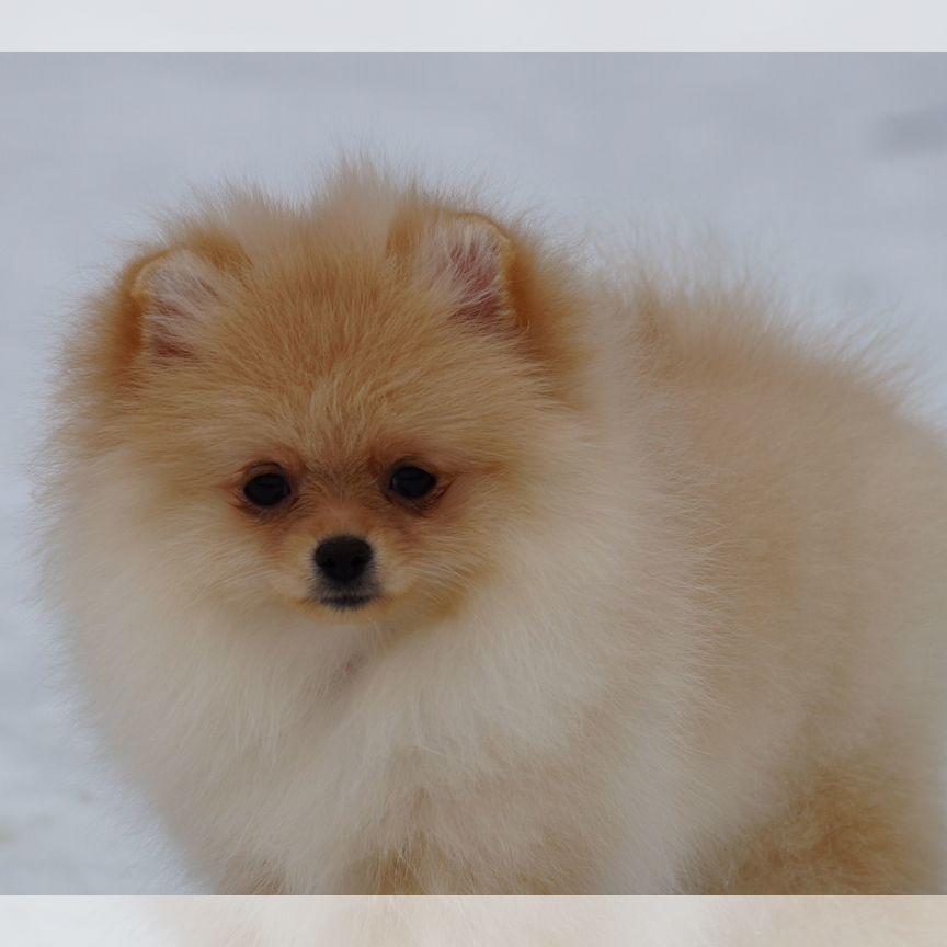 Померанский шпиц, щенок