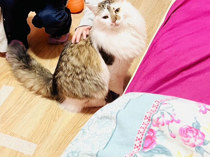 Макс кот один год