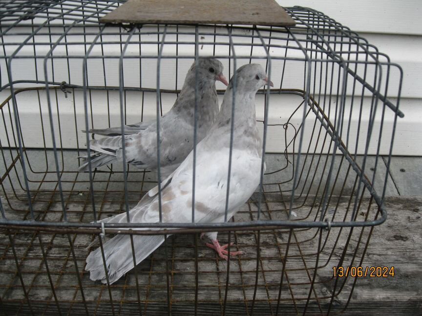 Голуби мраморные