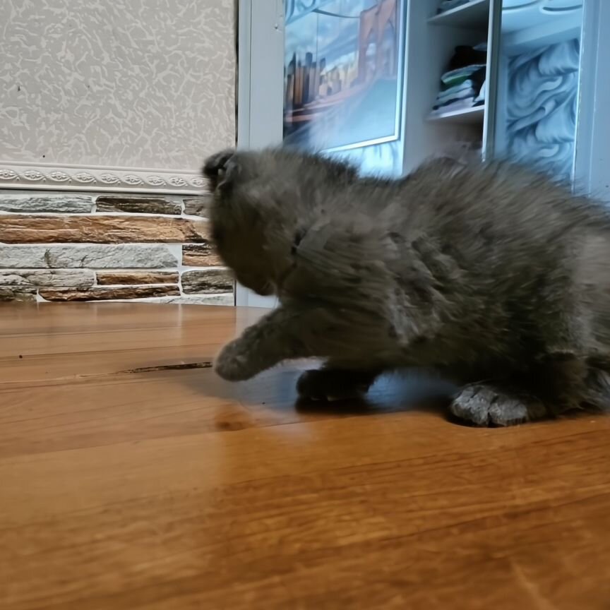 Шотландские вислоухие котята серые