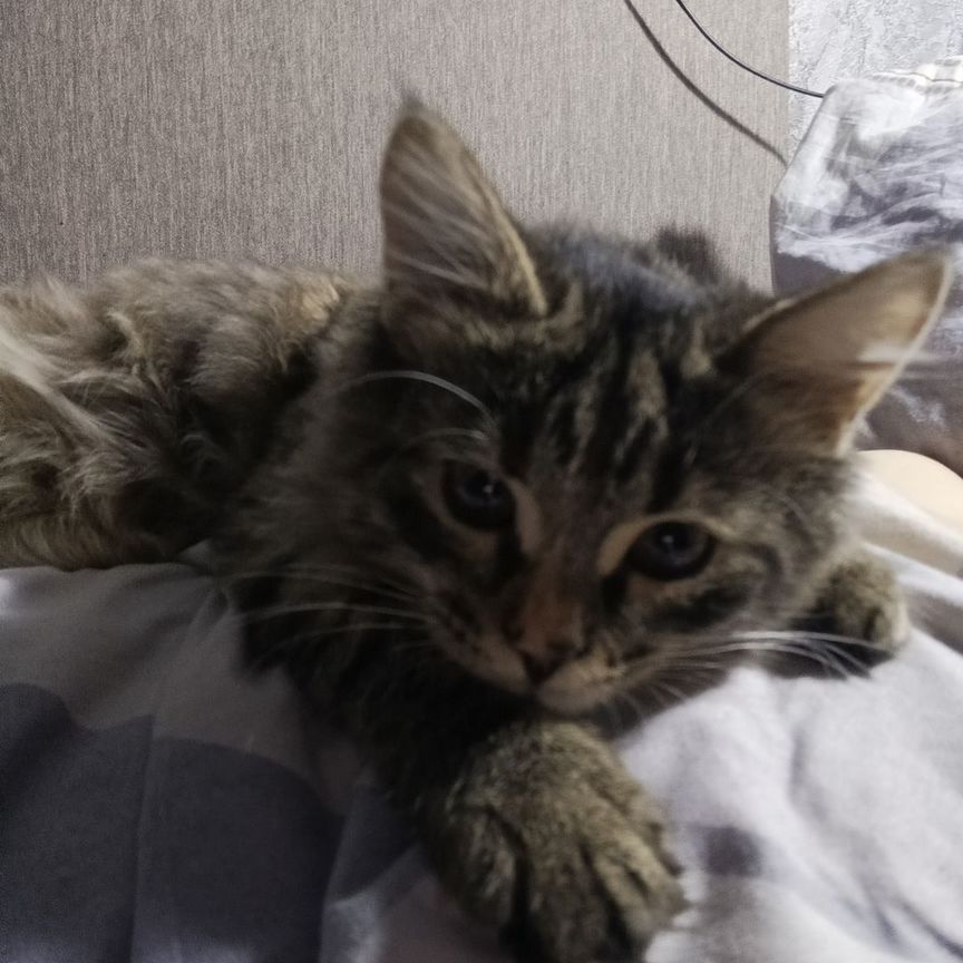 Кошка девочка