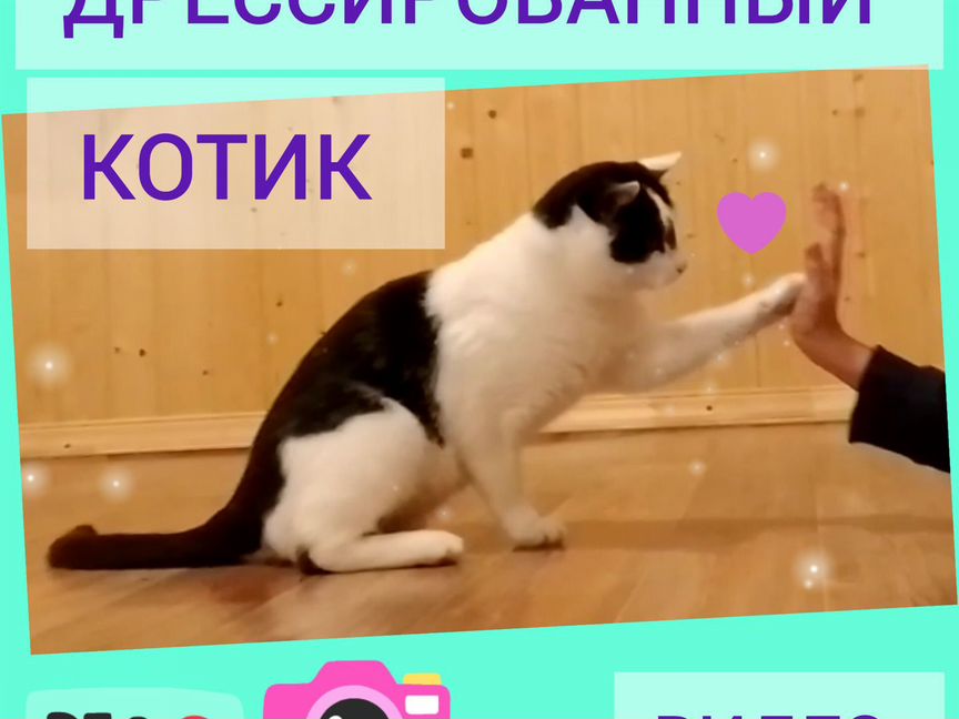 Дрессированный котик. Котенок Кошка Кошечка