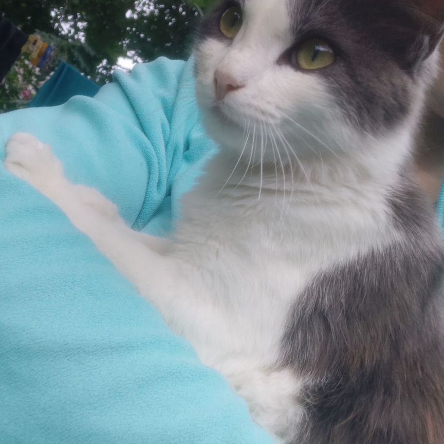 Котик 1 год