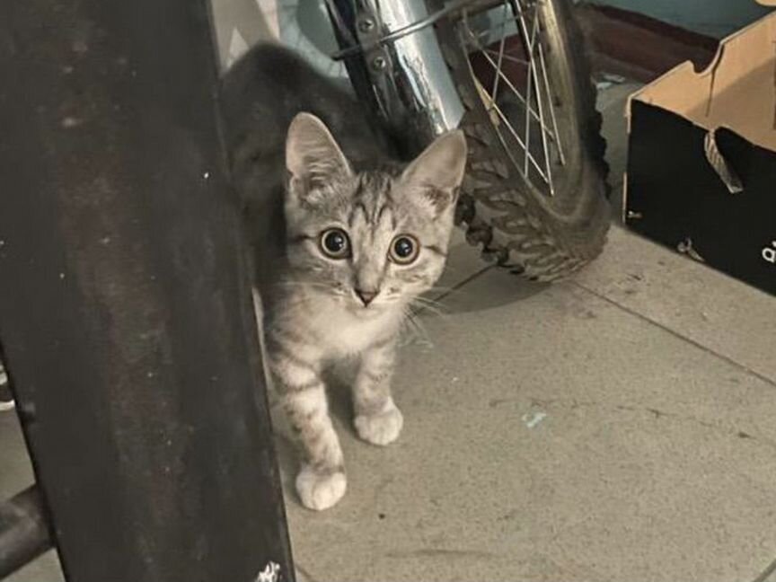 Котенок-мальчик