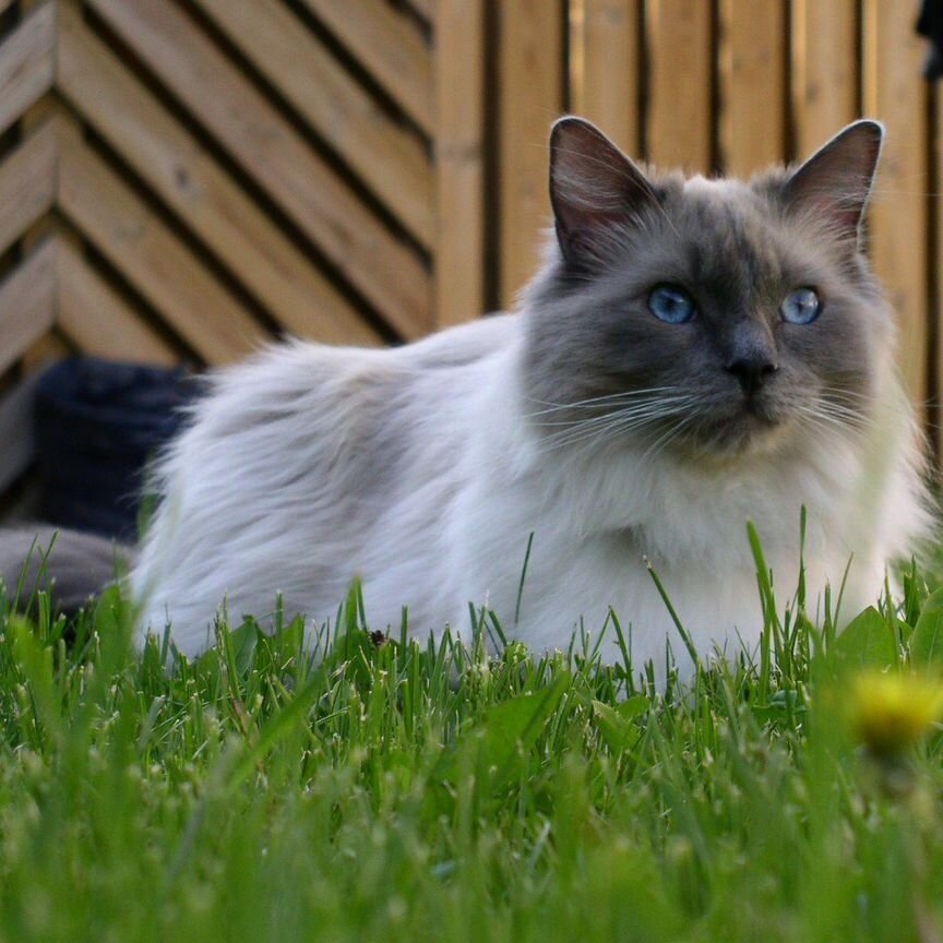 Невский маскарадный кот