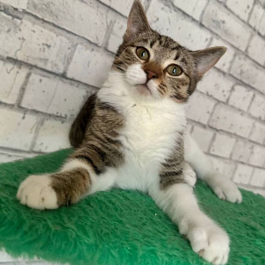 Котёнок
