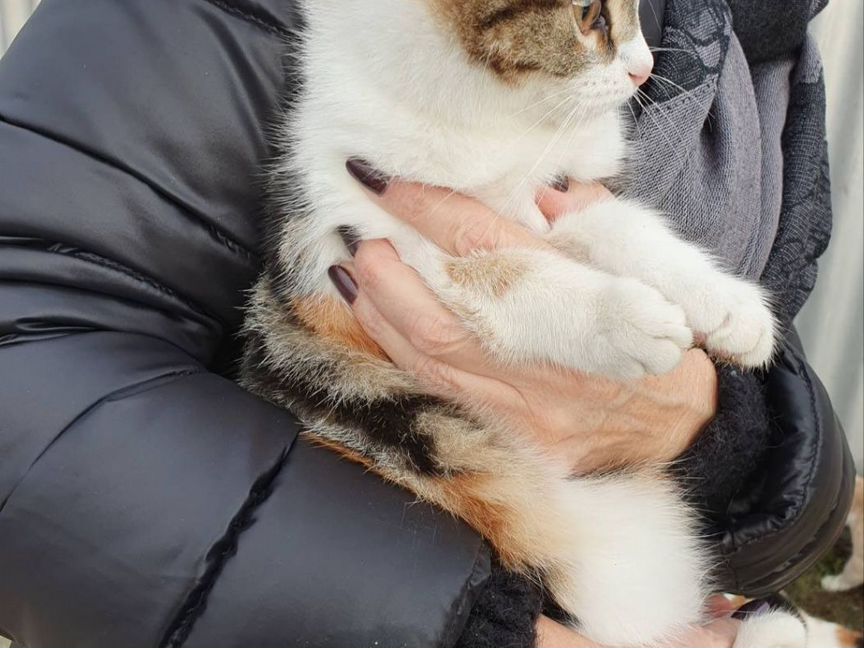 Кошки в добрые руки бесплатно