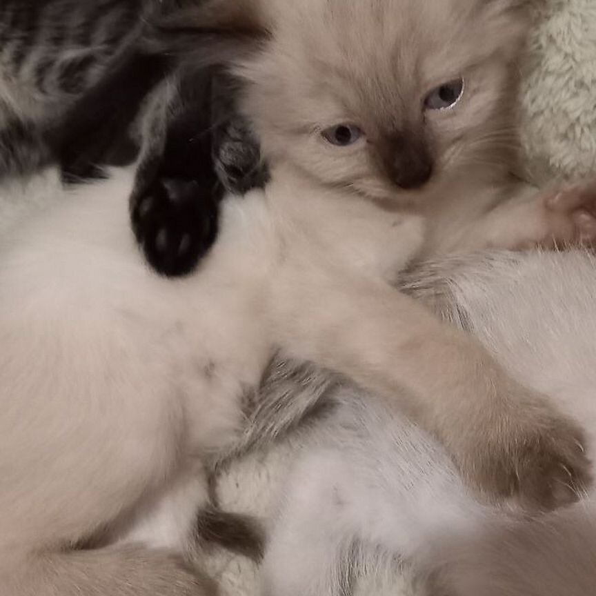 Котята от сиамской кошки