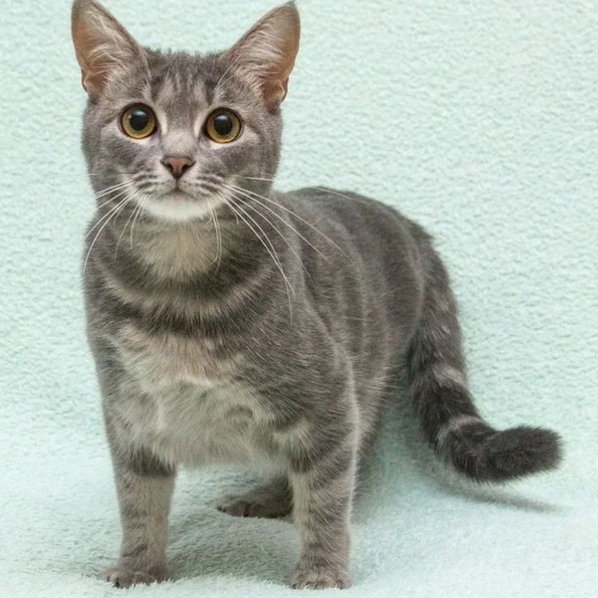 Серенькая кошечка Липочка