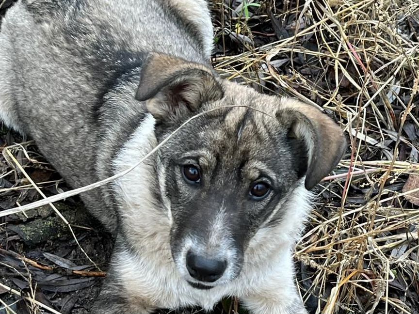 Щенок в добрые руки бесплатно