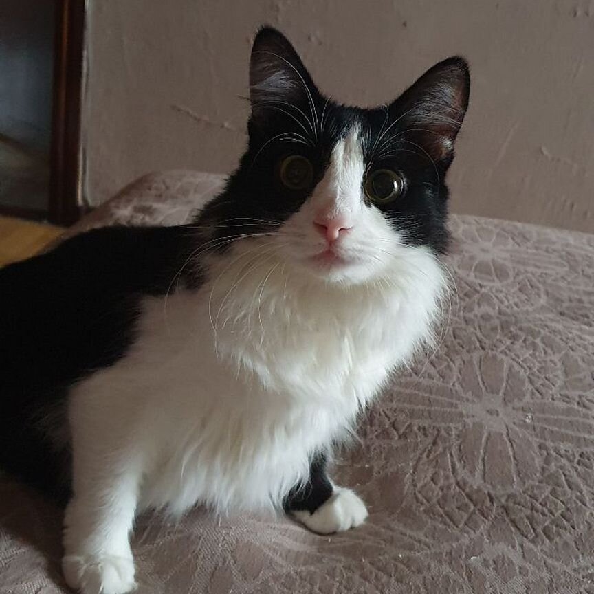 Кошечка Милка, 2 года, спокойная, ласковая