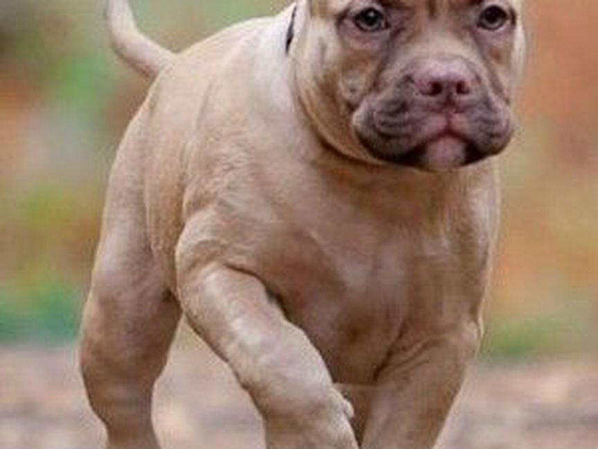 Американский булли покет