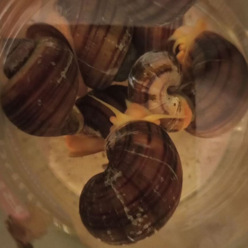 Бронь.Улитки аквариумные за шоколад