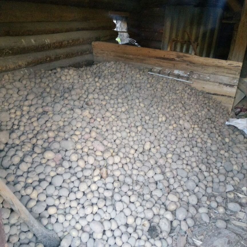 Картофель кормовой