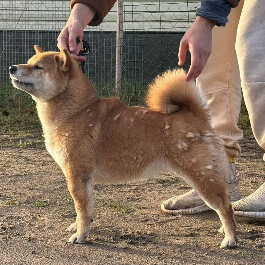 Щенки сиба ину