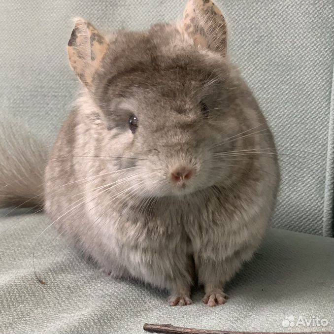 Шиншилла ангора, нос. фиолета и сапфира