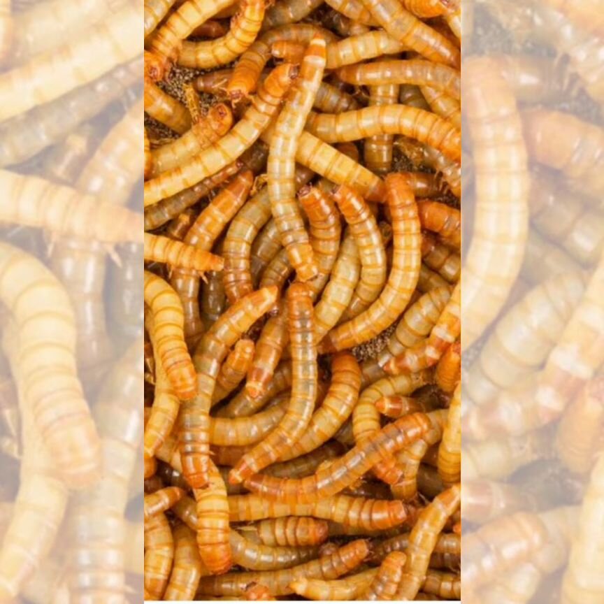 Черви мучные