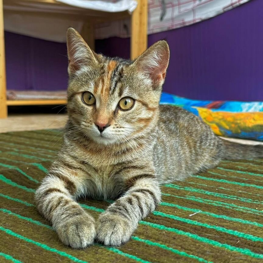 Котенок девочка