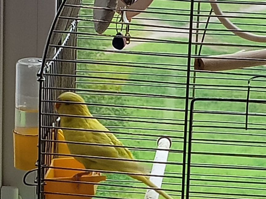 Продам попугая