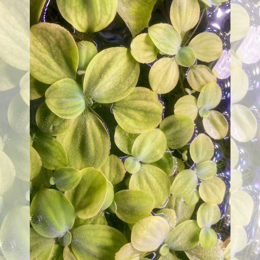 Аквариумное растения Пистия