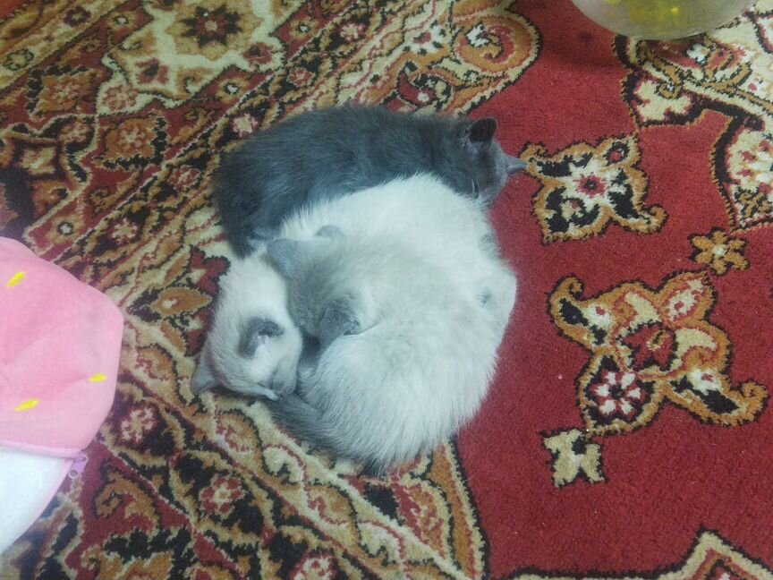 Котята в добрые руки бесплатно