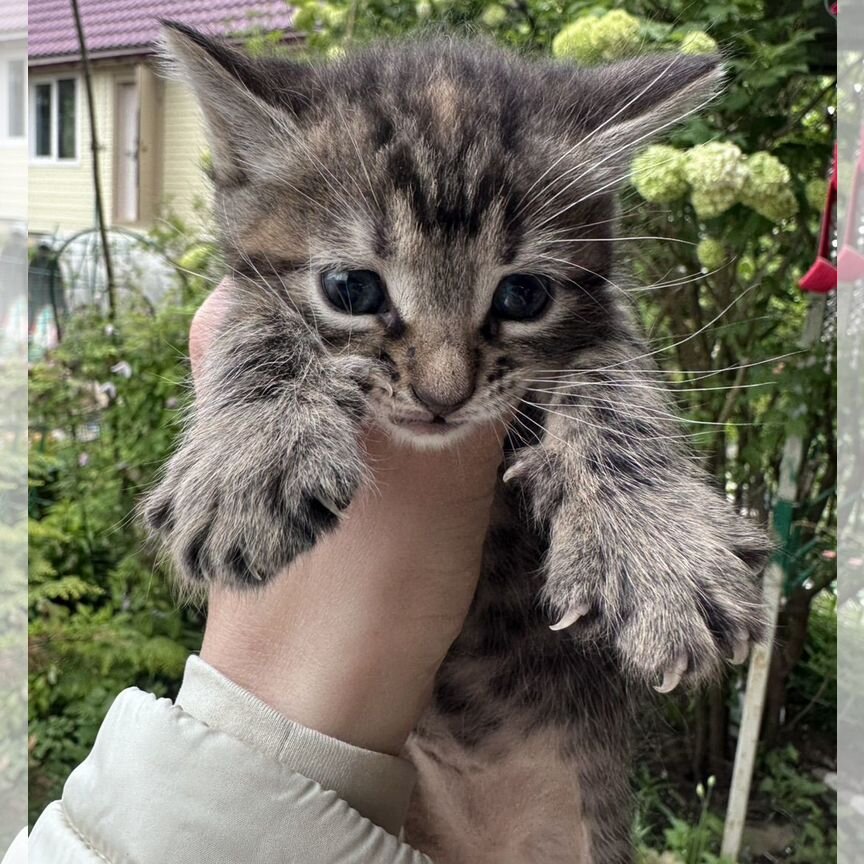 Котёнок в добрые руки