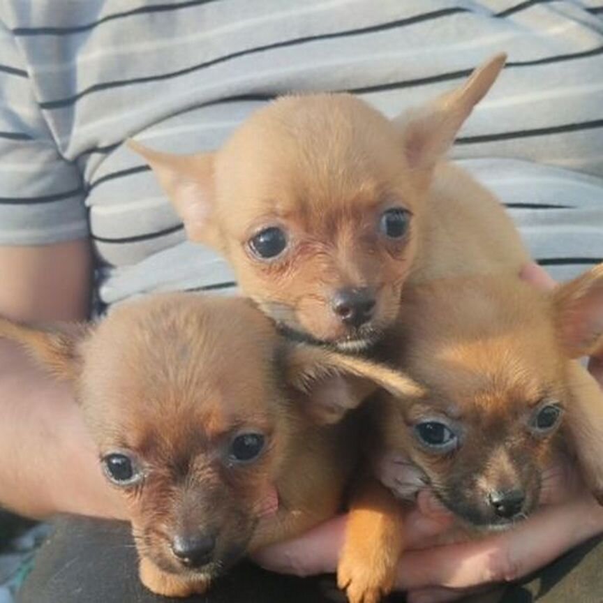 Чихуахуа девочки