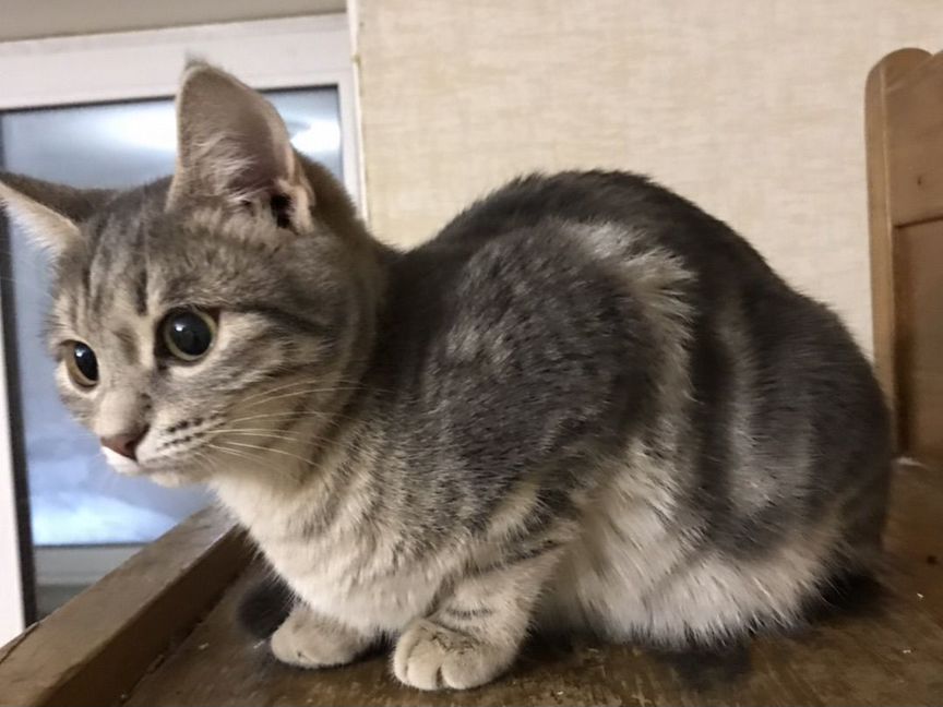 Котенок в добрые руки