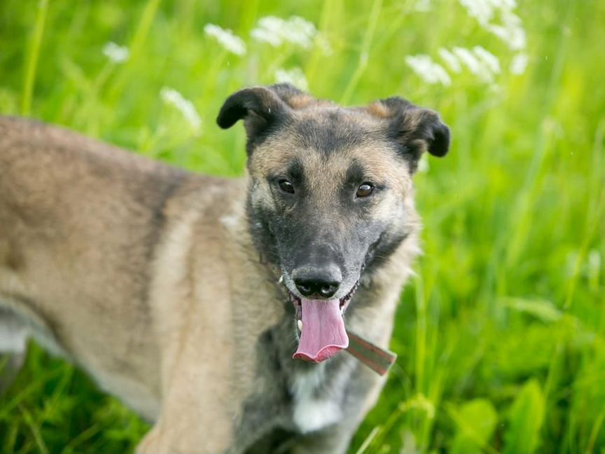Суперохранник Малинка в добрые руки
